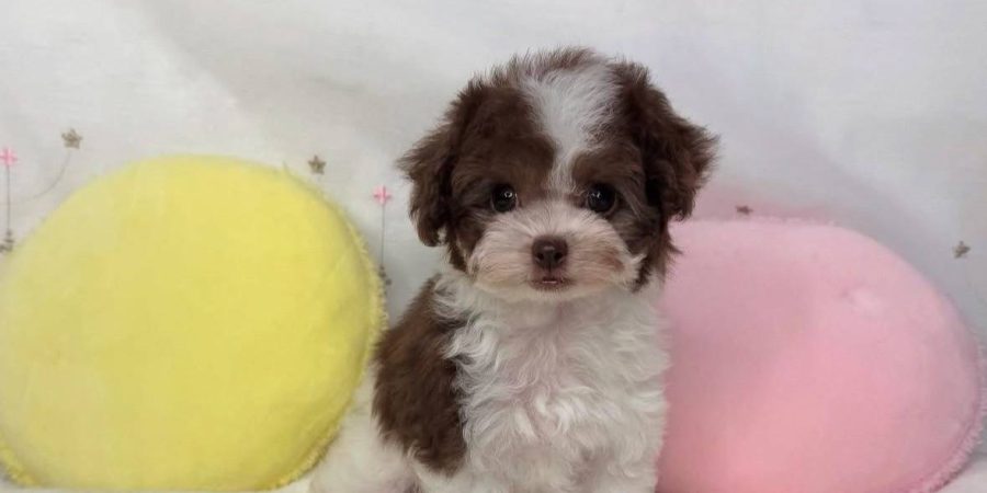 よくいただく質問 | coco de lulu