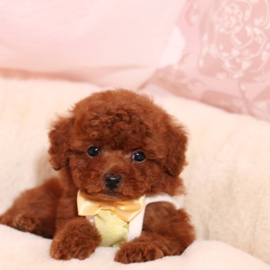 特定商取引法表記 | coco de lulu